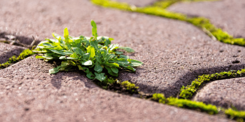 How to Stop Weeds in Block Paving: Effective Tips and Tricks - Discover ...